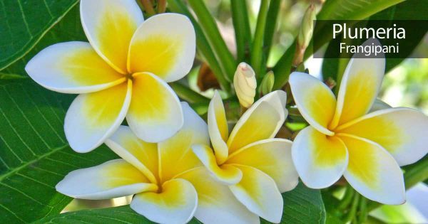 Plumeria Flower: How To Care For The Frangipani Tree