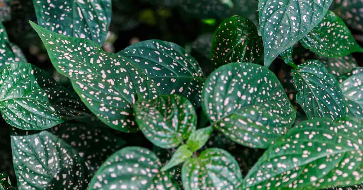 Polka Dot Plant Care Tips Growing The Hypoestes Phyllostachya