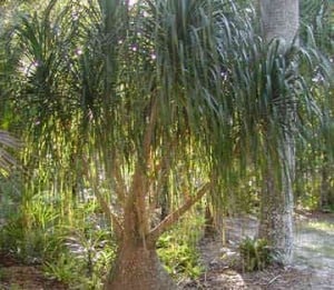 Growing Elephant Foot Plants: How To Care For The Ponytail Palm Plant