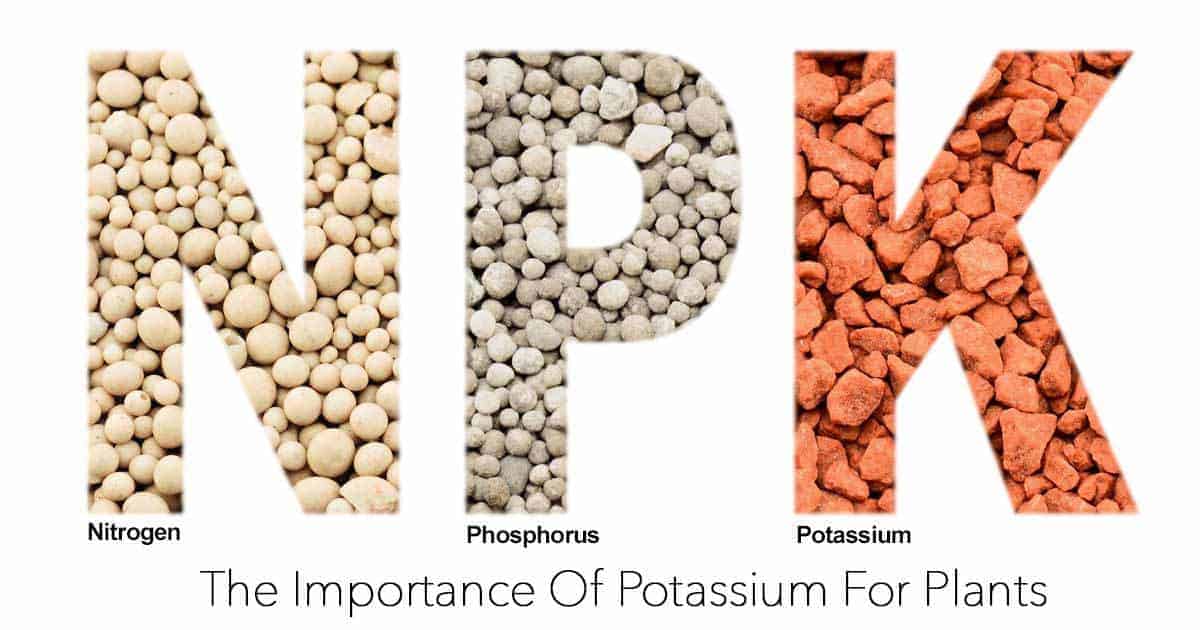 What Does Potassium Do For Plants Why Do Plants Need Potassium What Does Potassium Do For Plants Why Do Plants Need Potassium