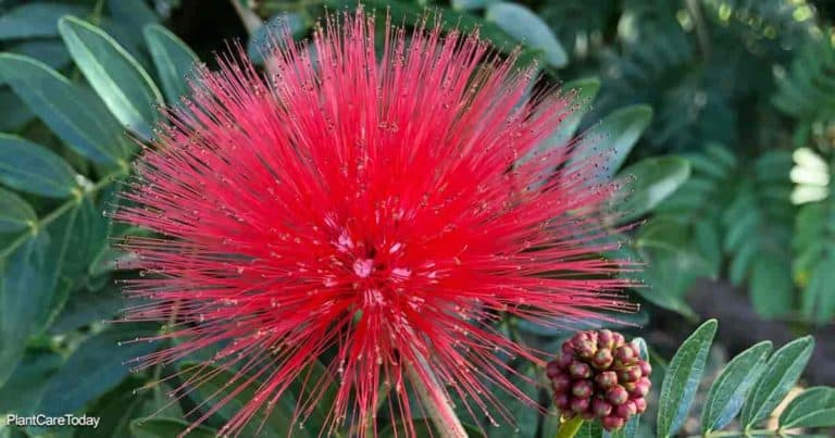 Growing Powder Puff Trees: How To Care For Calliandra Plants