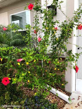 Pruning Hibiscus: How And When To Prune Hibiscus For Best Growth