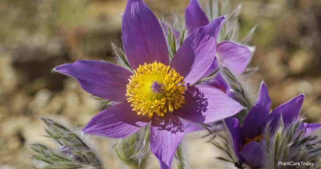 Pasque Flower Care: How To Grow Pulsatilla Vulgaris