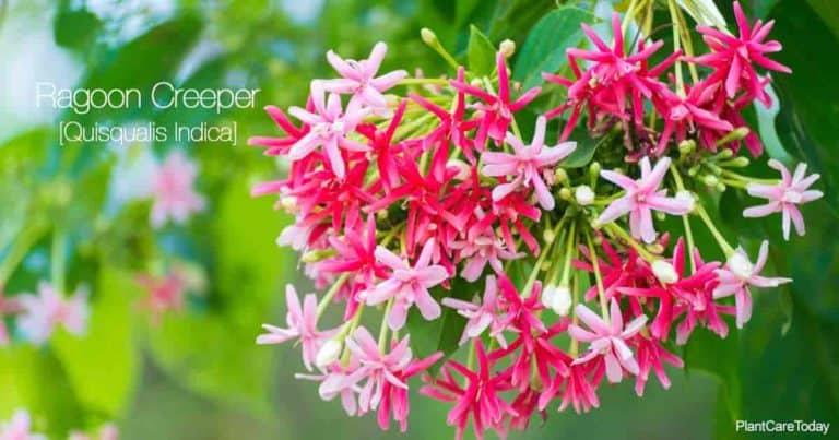 Growing Rangoon Creeper Plants: Caring For Quisqualis Indica