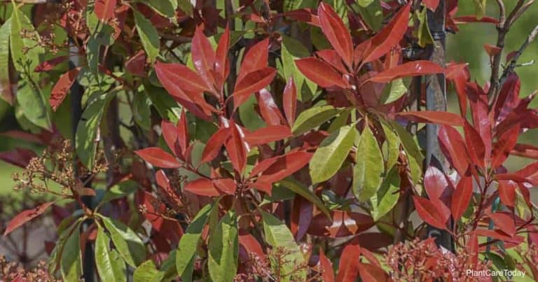 Red Tip Photinia Shrub Growing And Care