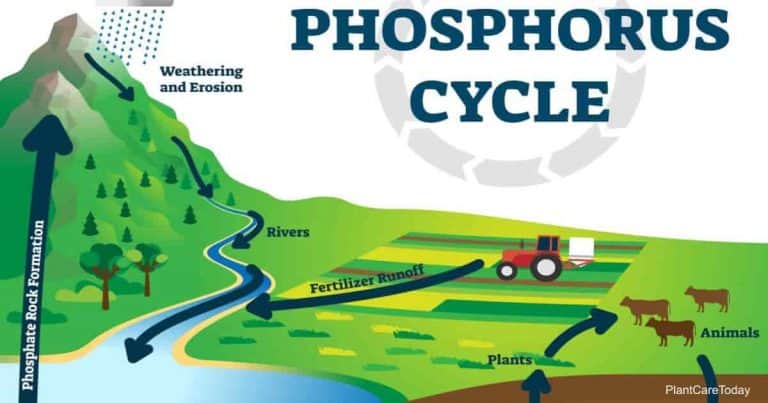 Rock Phosphate: What It Is and How to Use It in Your Garden?