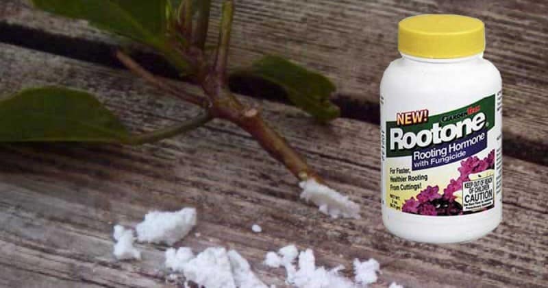 How To Use Rootone Rooting Hormone To Start More Plants