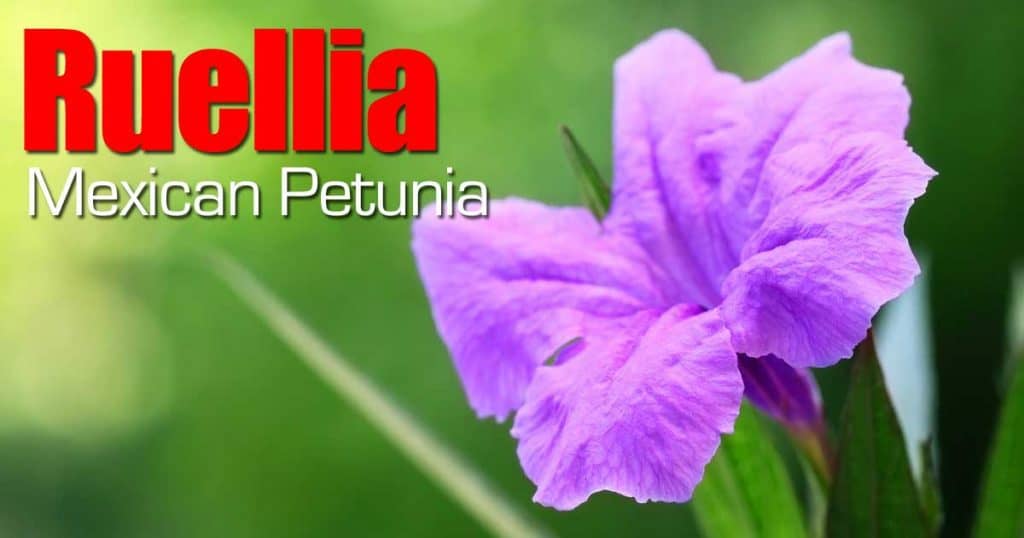 Mexican Petunia: Learn Ruellia Brittoniana Growing and Care