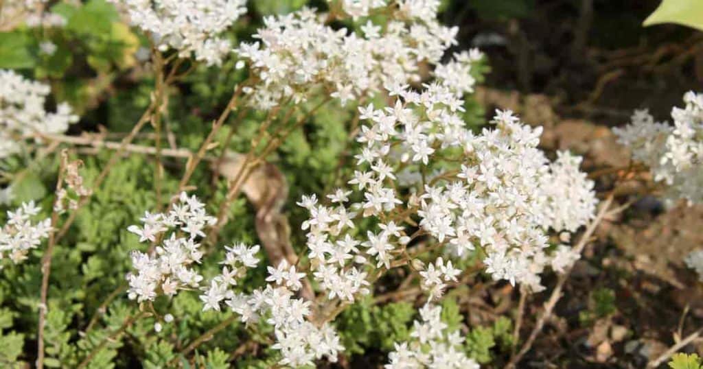 Sedum Album Care: Learn All About Growing White Stonecrop