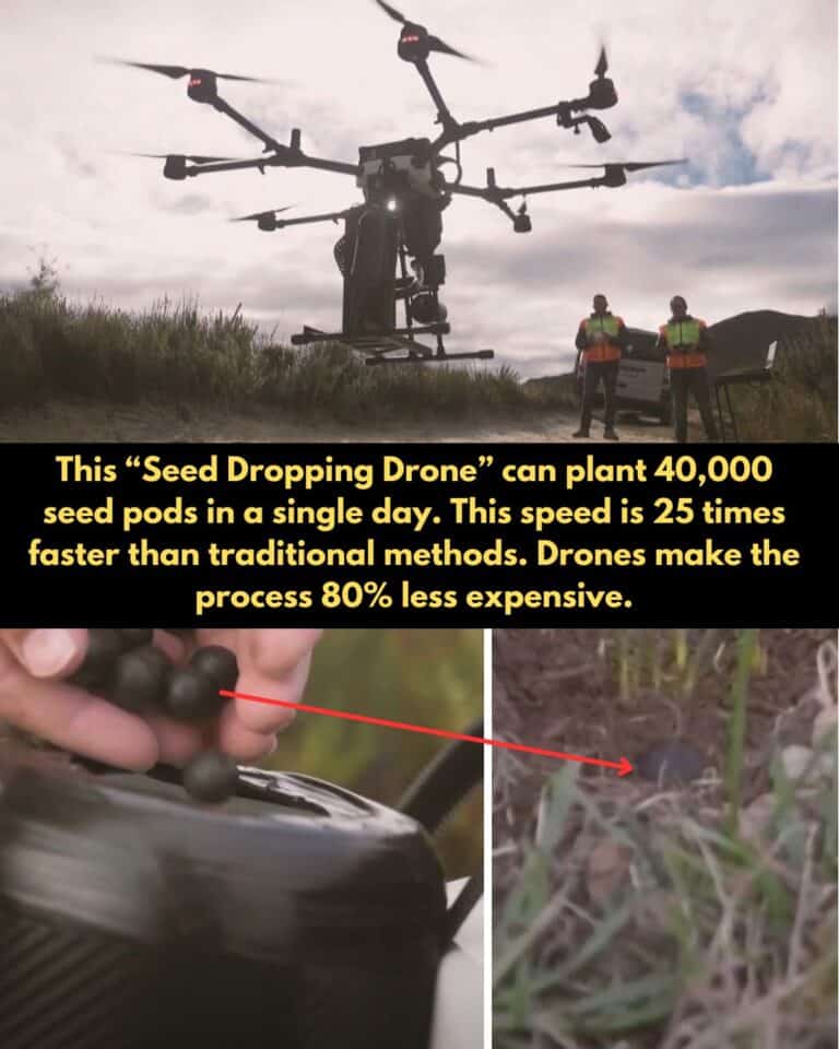 Seed-dropping Drones Can Plant 40,000 Trees a Day