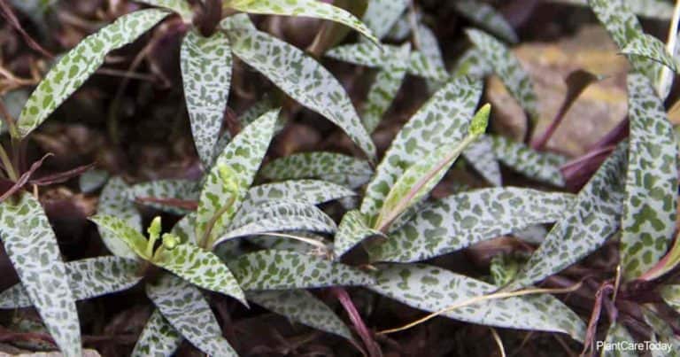 Silver Squill Care: All About Growing Ledebouria Socialis