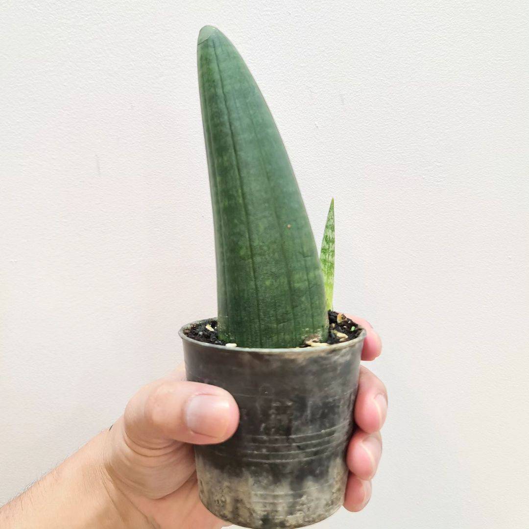 35 Stunning, Rare and Unique Snake Plant Varieties To Collect