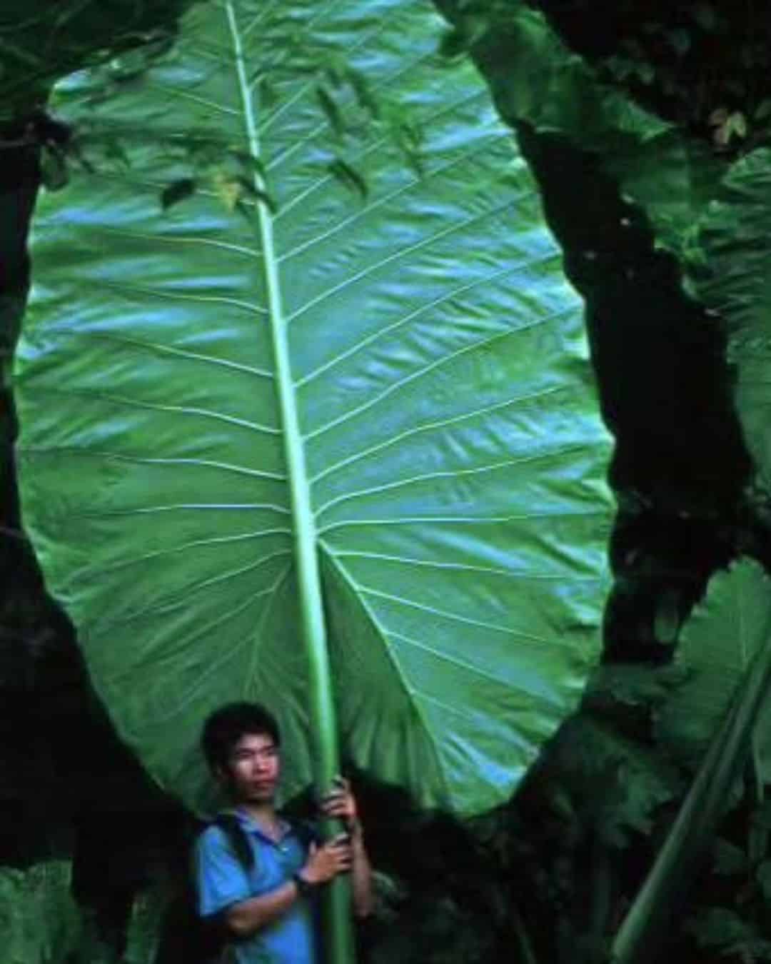 11 Tips for Growing GIANT Leaves on Elephant Ear Plants
