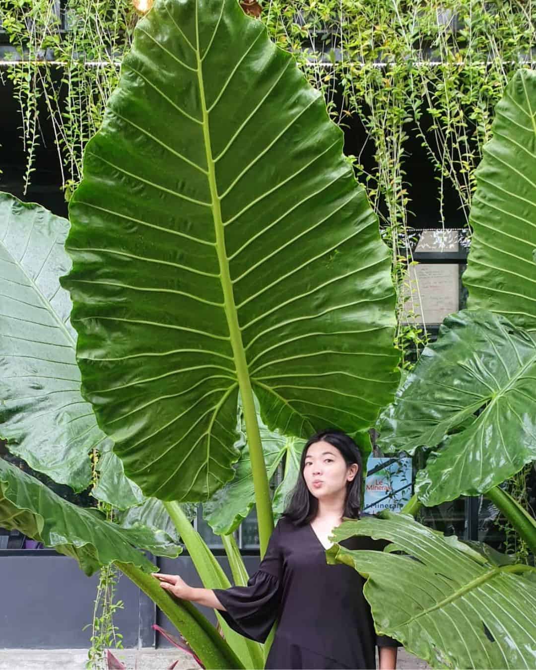 11 Tips for Growing GIANT Leaves on Elephant Ear Plants