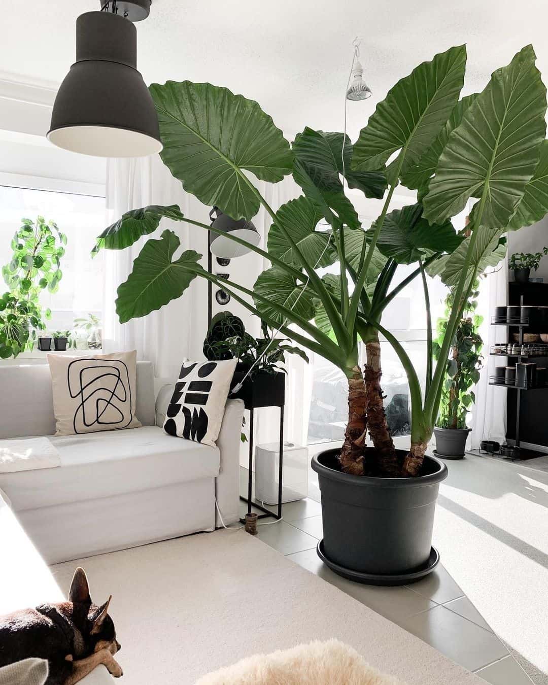 11 Tips for Growing GIANT Leaves on Elephant Ear Plants