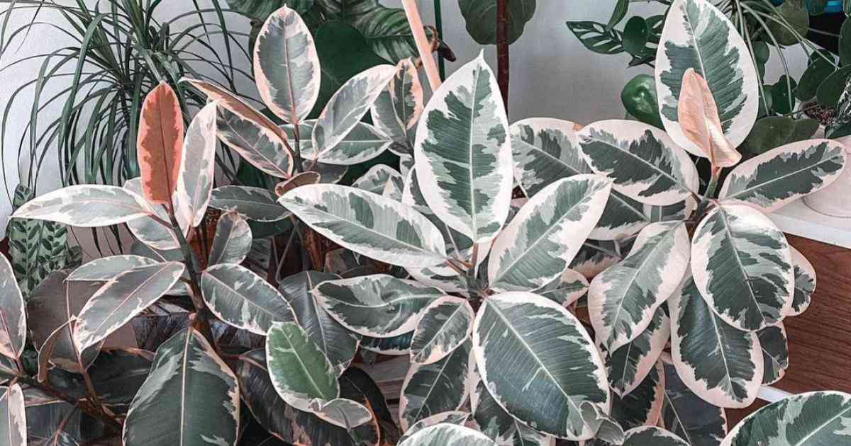 Ficus Tineke Rubber Plant Care Guide