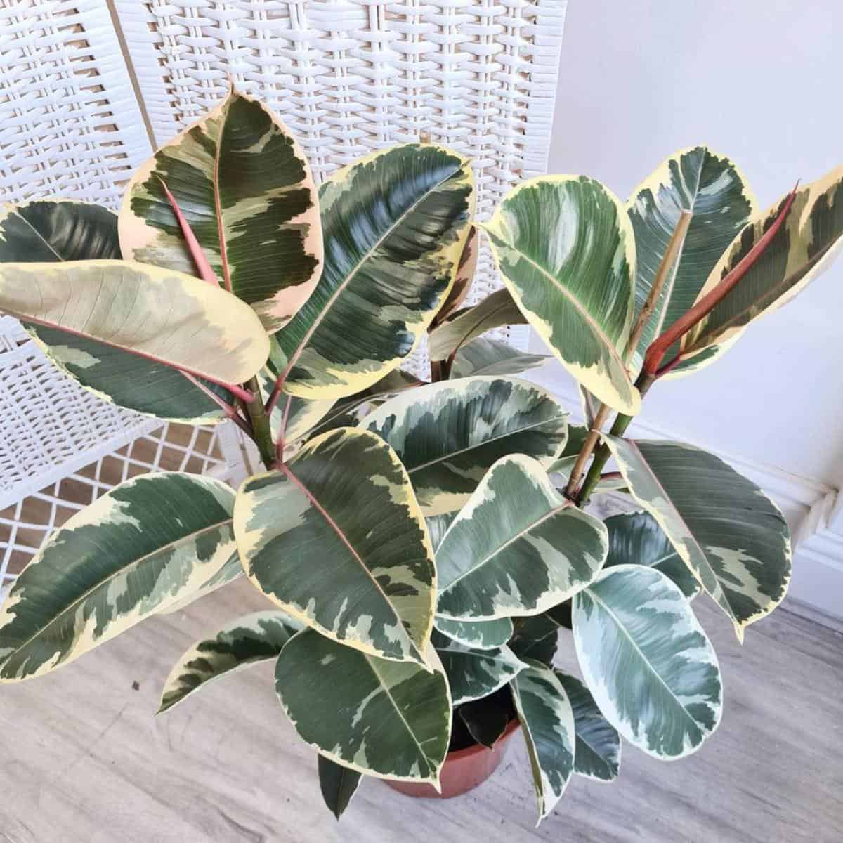 Ficus Tineke Rubber Plant Verzorgingsgids - Vingerplant.nl