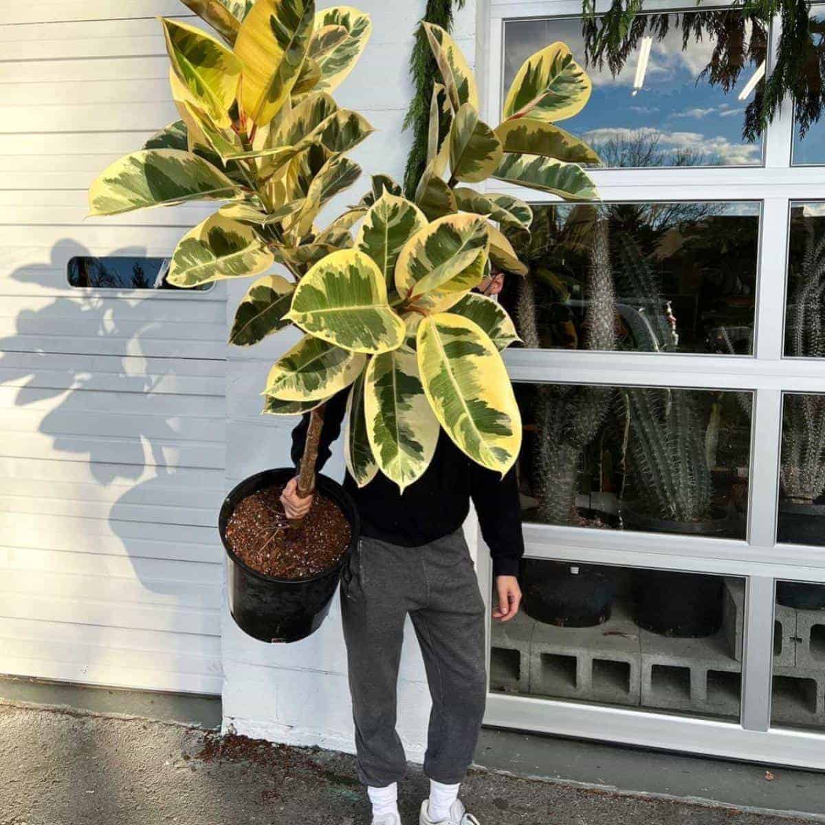 5 Ficus Elastica Facts You Probably Didn't Know: Surprising Rubber ...