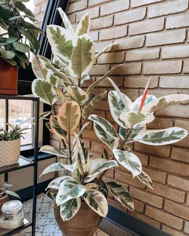 Ficus Tineke Rubber Plant Care Guide