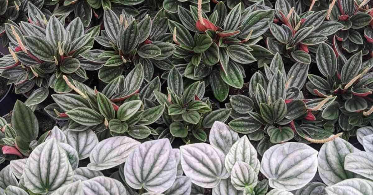 Peperomia Moonlight Care: Growing The Moonlight Peperomia Plants