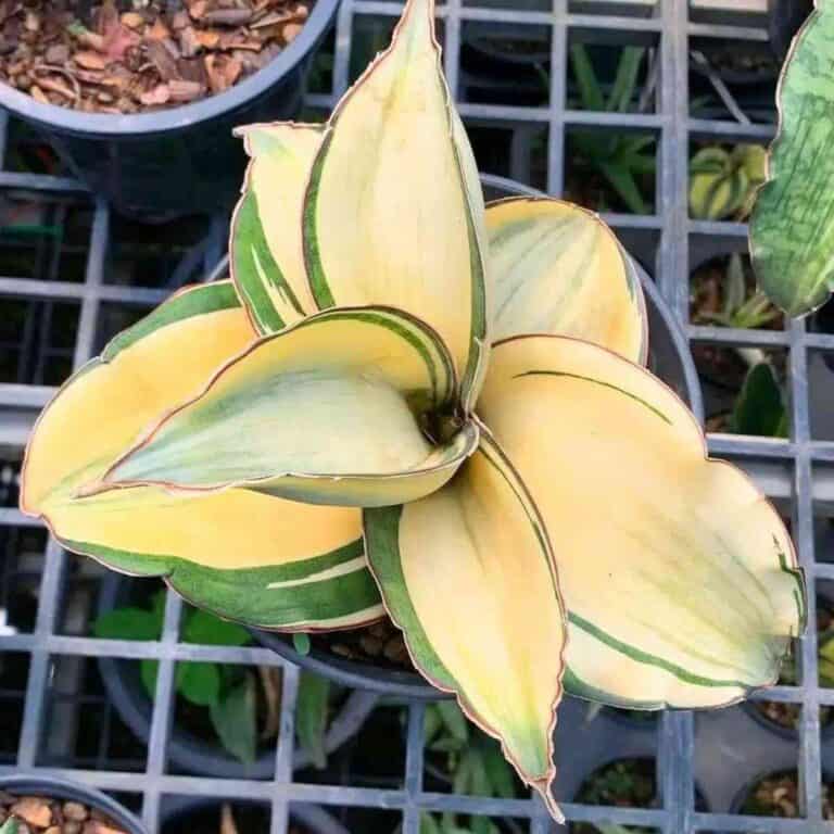 Terrific Rare Snake Plant Varieties Gallery