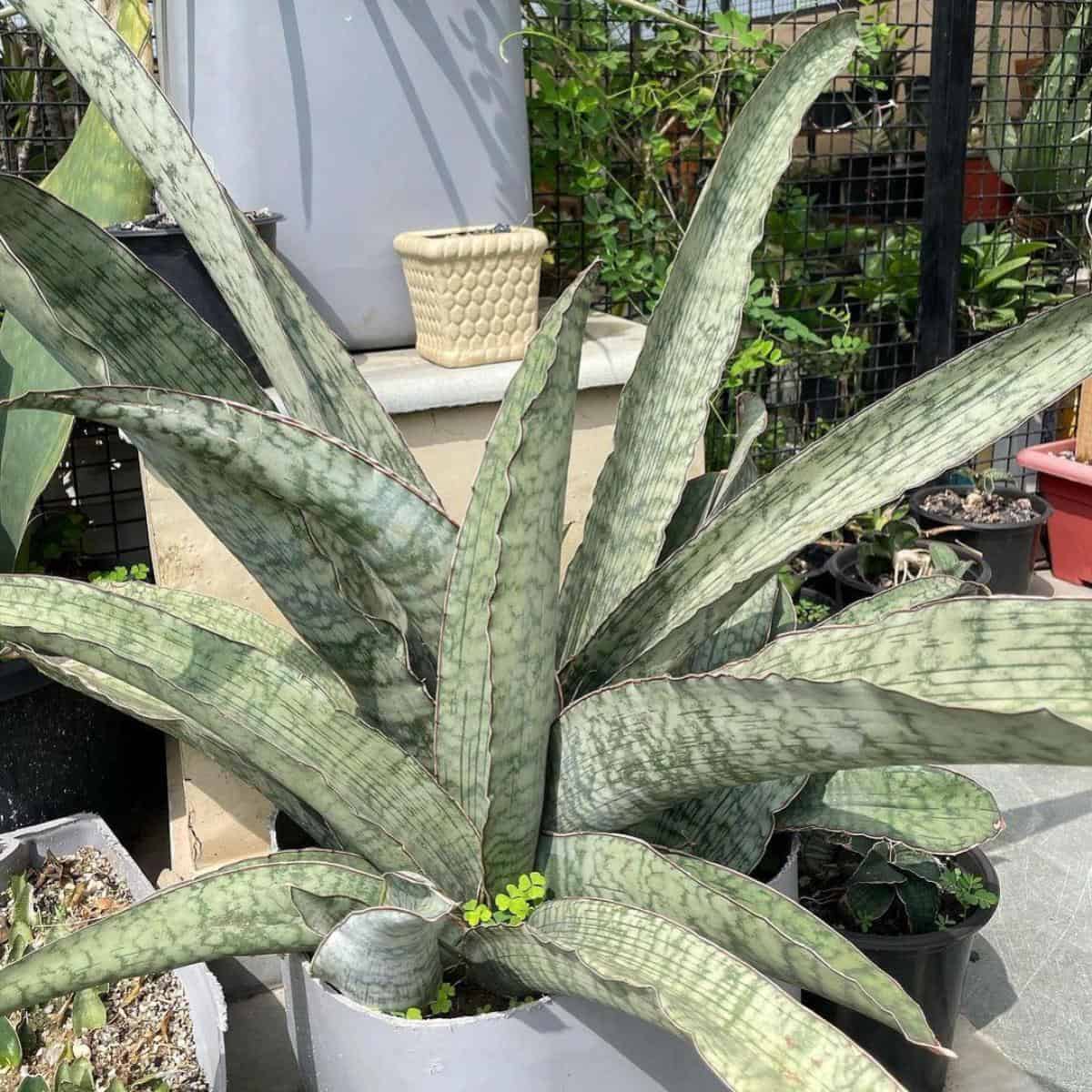 Fascinating Rare Snake Plant Varieties Pictures