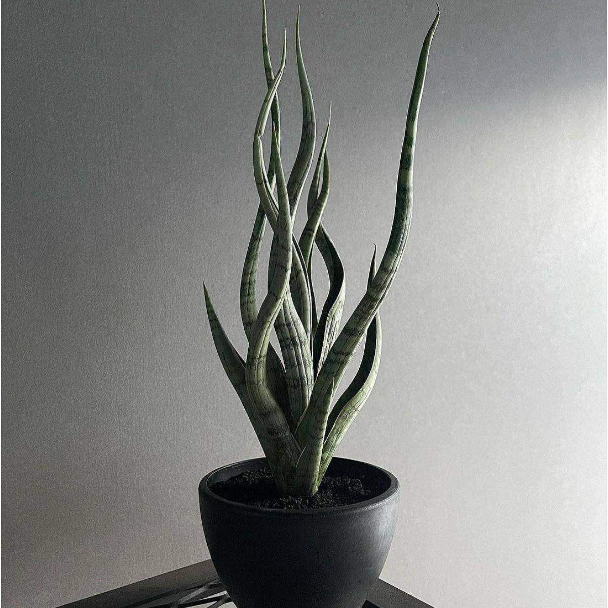 Fascinating Rare Snake Plant Varieties Pictures