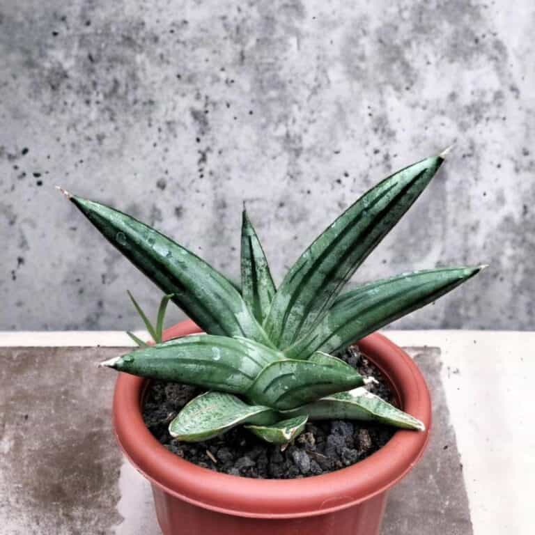 Fascinating Rare Snake Plant Varieties Pictures