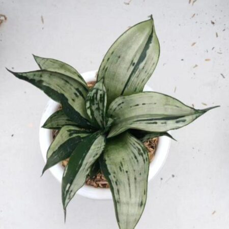 35 Stunning, Rare and Unique Snake Plant Varieties To Collect
