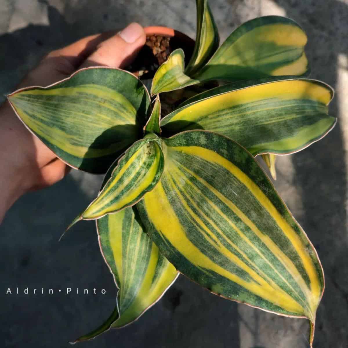 Fascinating Rare Snake Plant Varieties Pictures