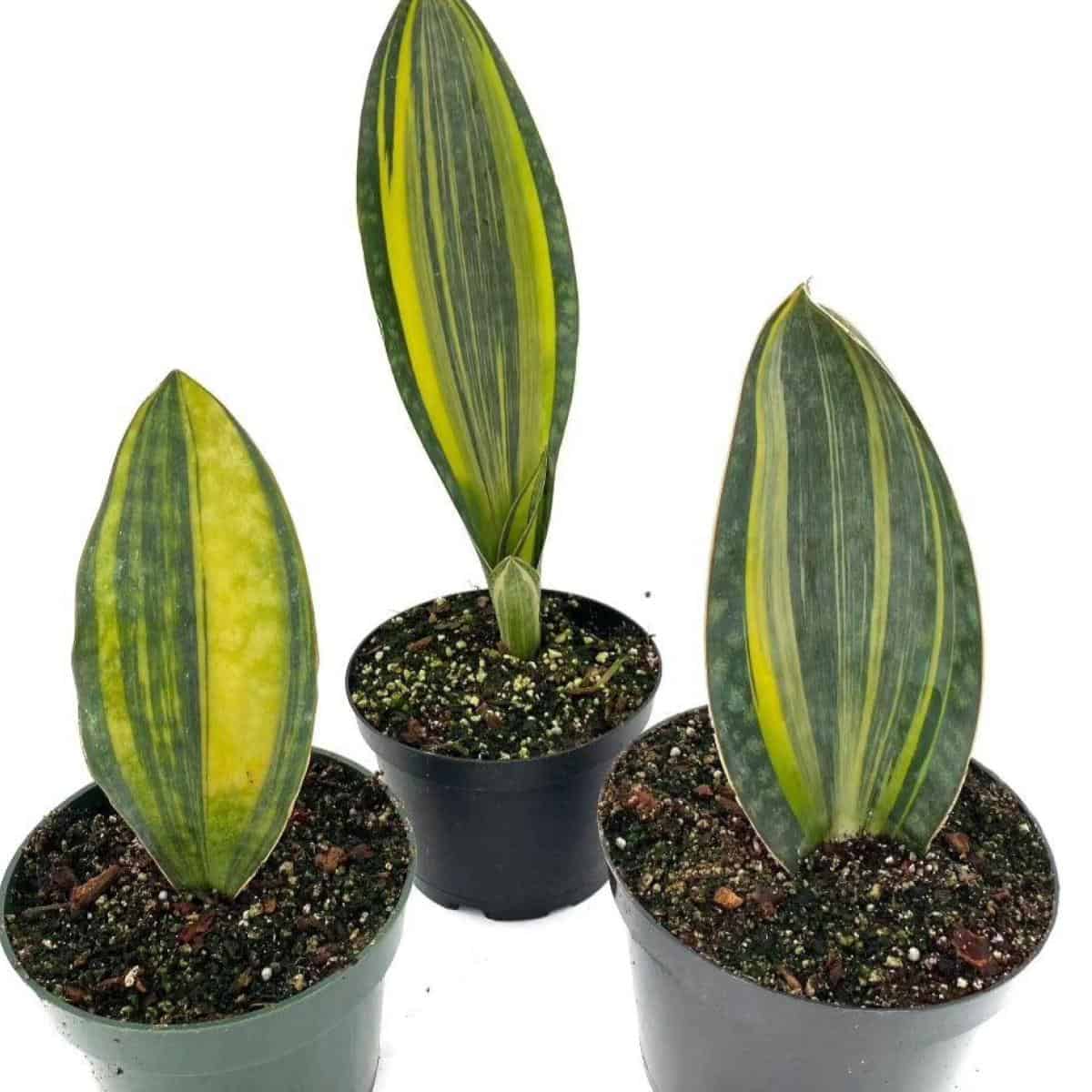 35 Stunning, Rare and Unique Snake Plant Varieties To Collect