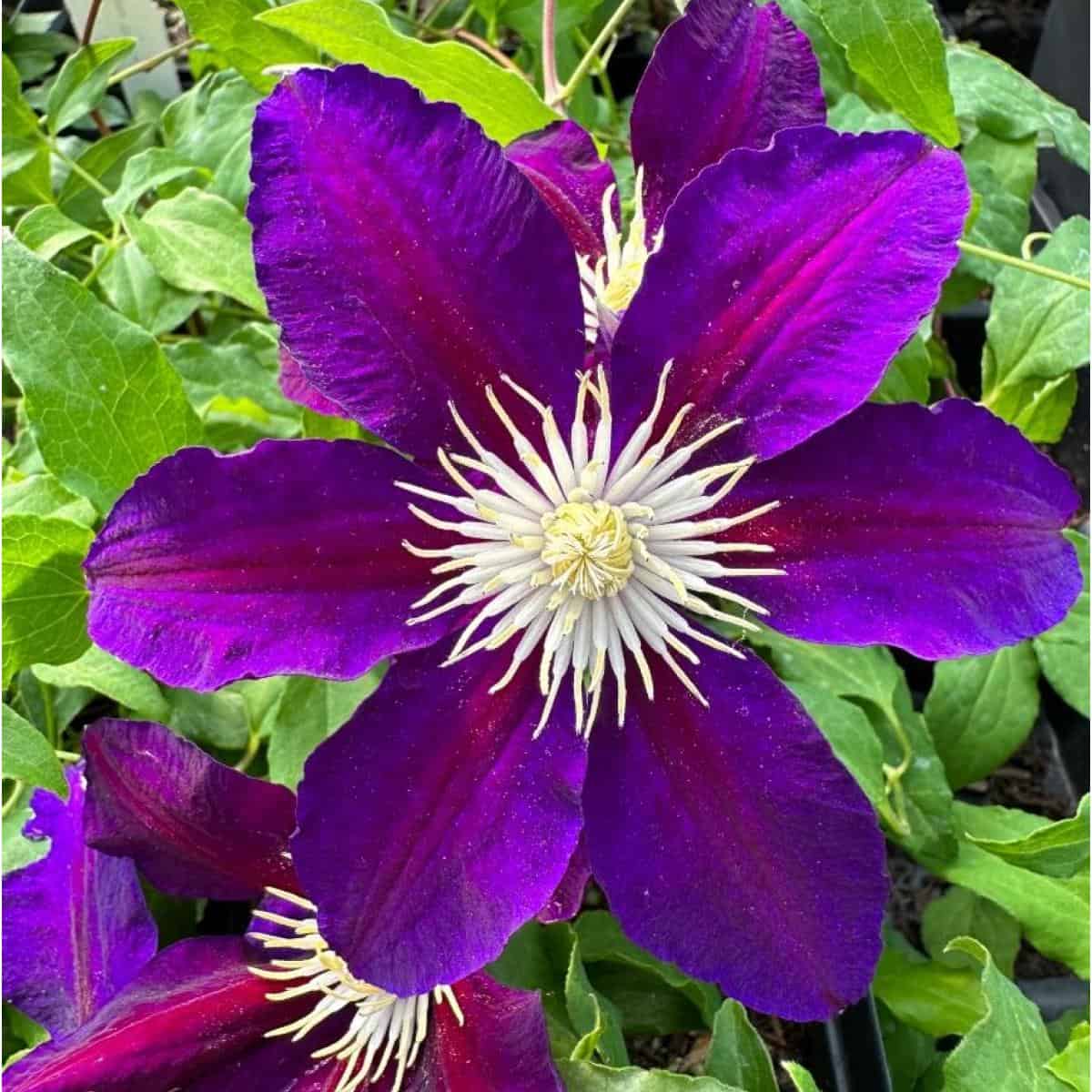 How To Grow Clematis In Pots