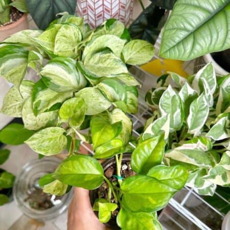 Manjula Pothos Growing And Care Tips