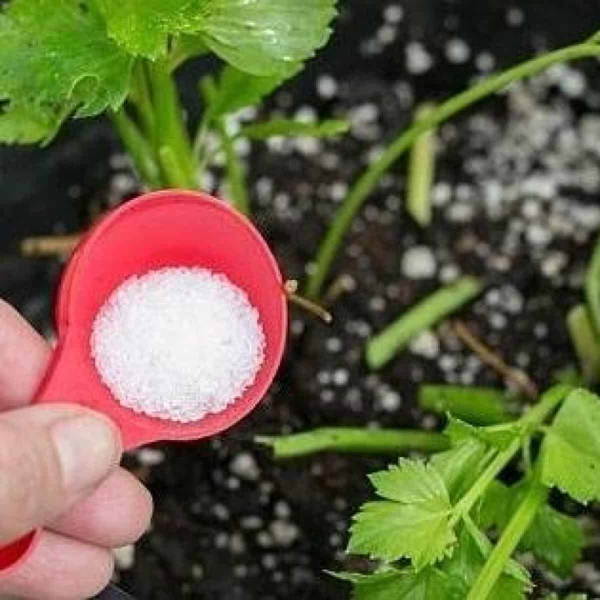 Epsom Salt For Tomatoes: Make Them Sweeter and Tastier