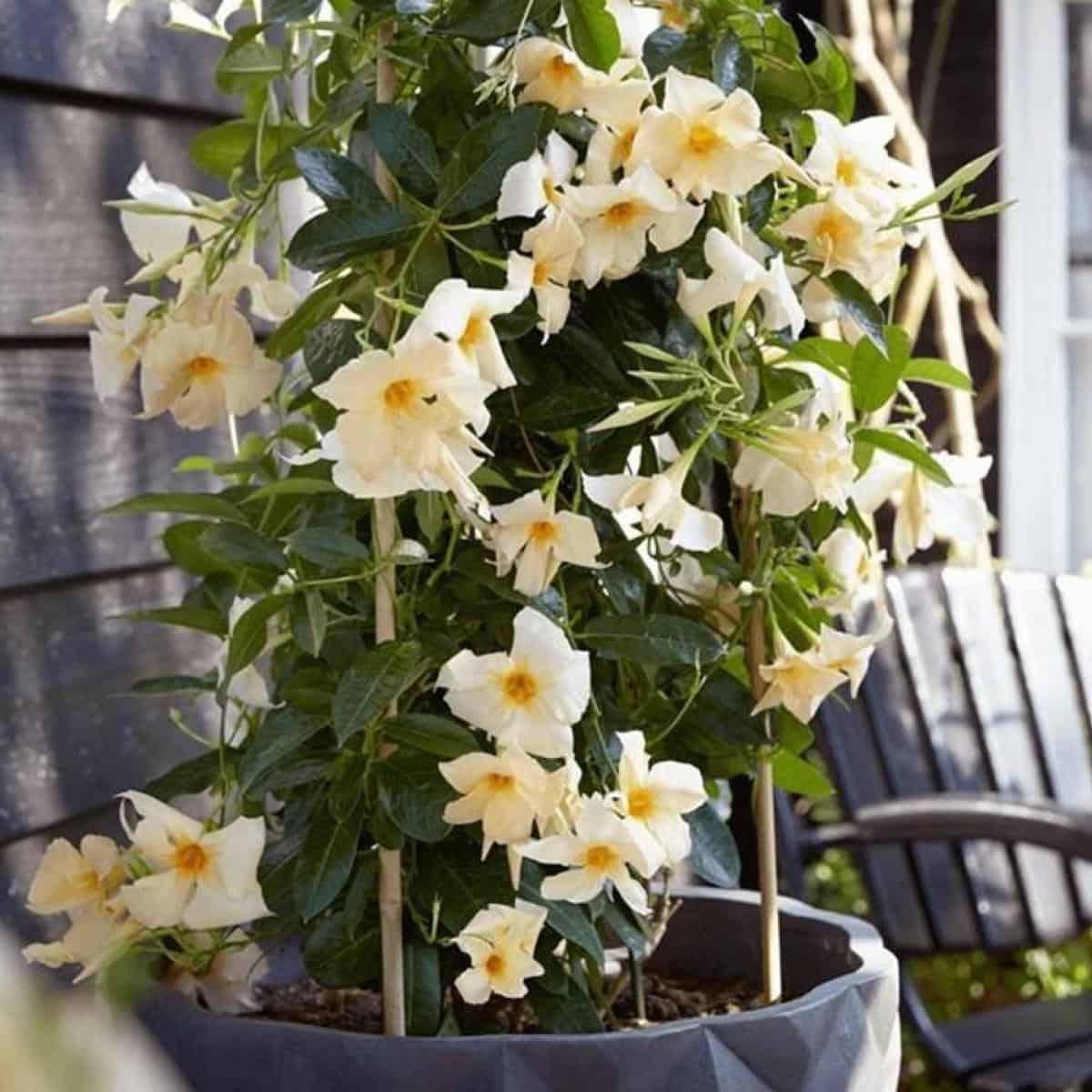 Mandevilla Winter Care: How To Overwinter Mandevilla Plants?