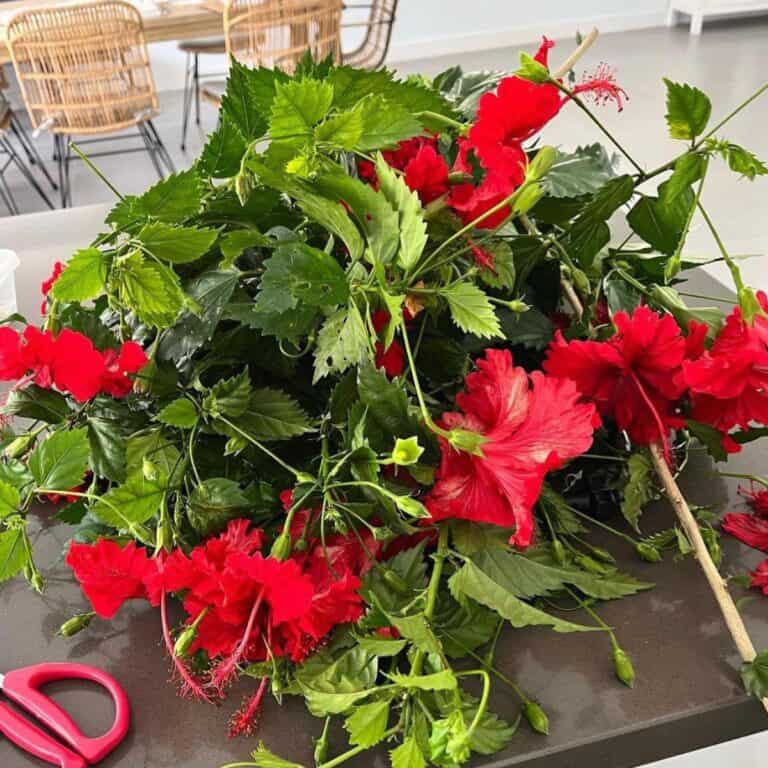 Pruning Hibiscus: How And When To Prune Hibiscus For Best Growth