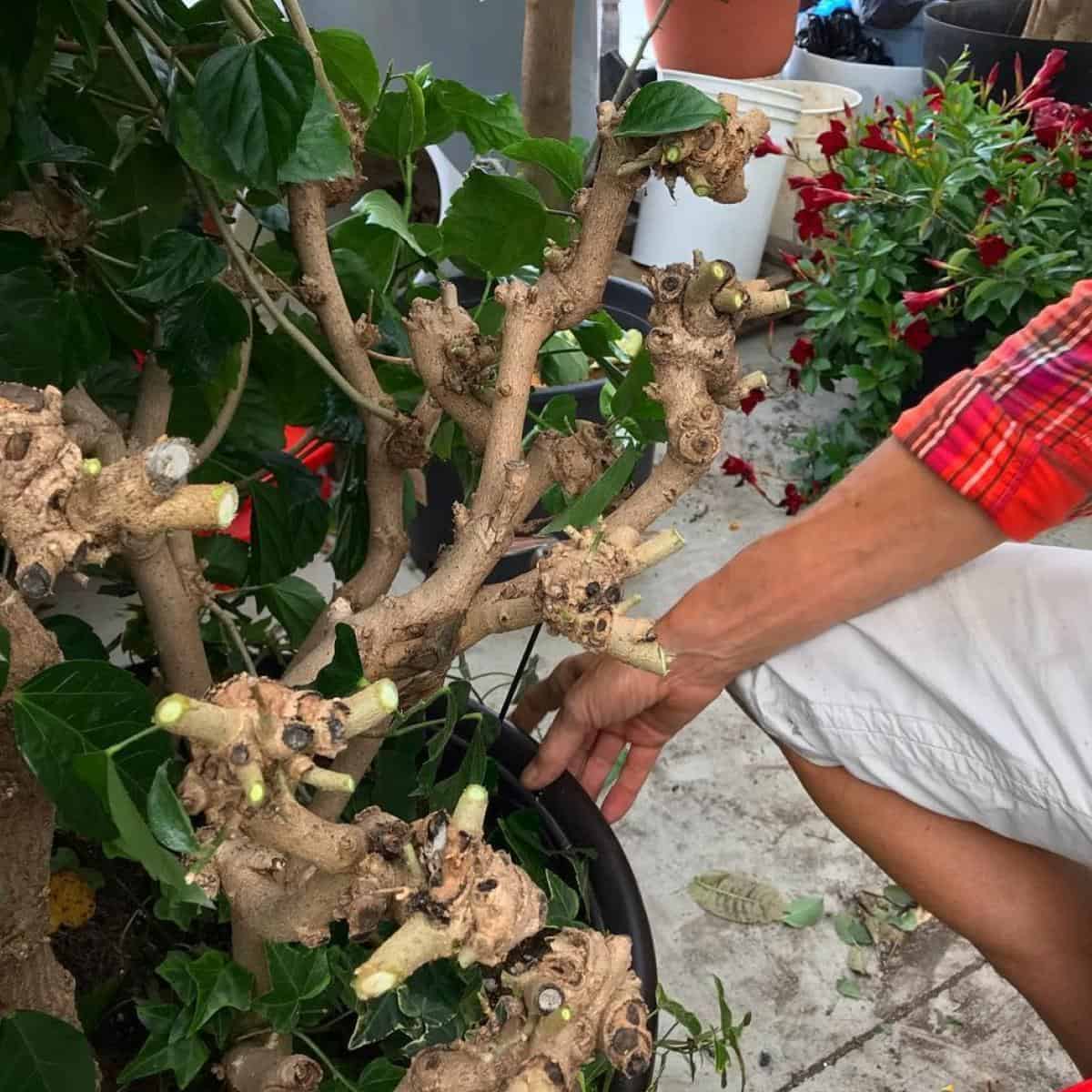 Pruning Hibiscus: How And When To Prune Hibiscus For Best Growth