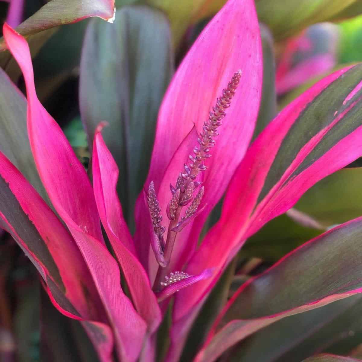 Growing Cordyline Red Sister: How To Care For Red Sister Plant