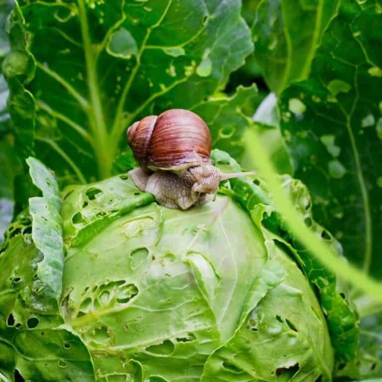 Slug Control: 9 Natural Ways To Get Rid Of Slugs In The Garden