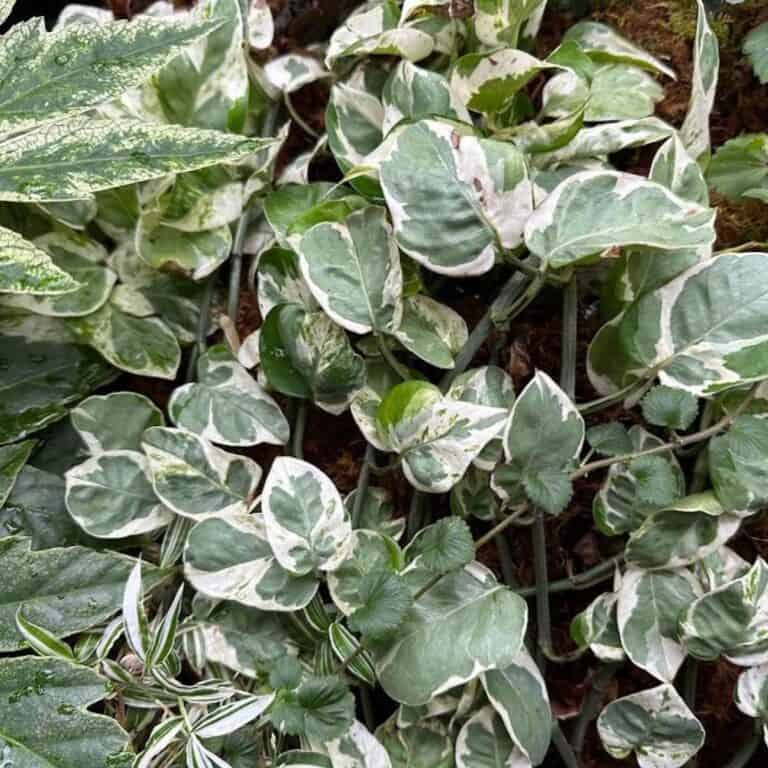 NJoy Pothos Care: How To Grow Pothos N-Joy Plants