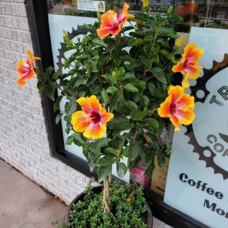 How To Grow And Care For Braided Hibiscus Trees