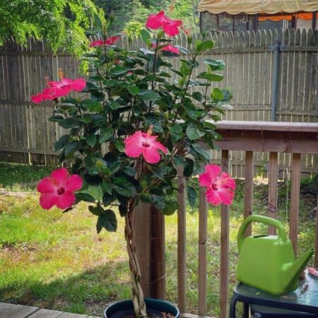 How To Grow And Care For Braided Hibiscus Trees