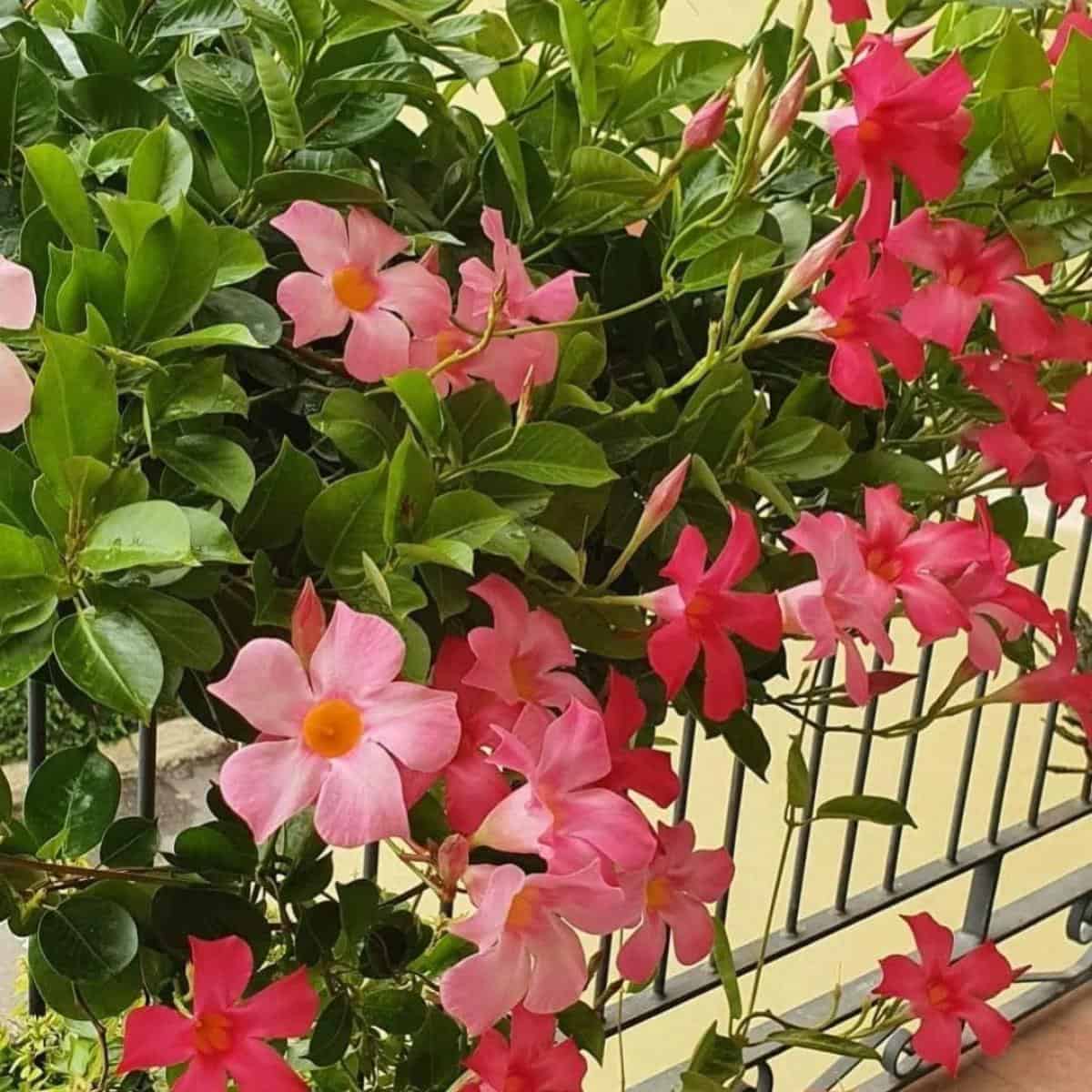 Dipladenia Vs Mandevilla: What Is The Difference Between The Two