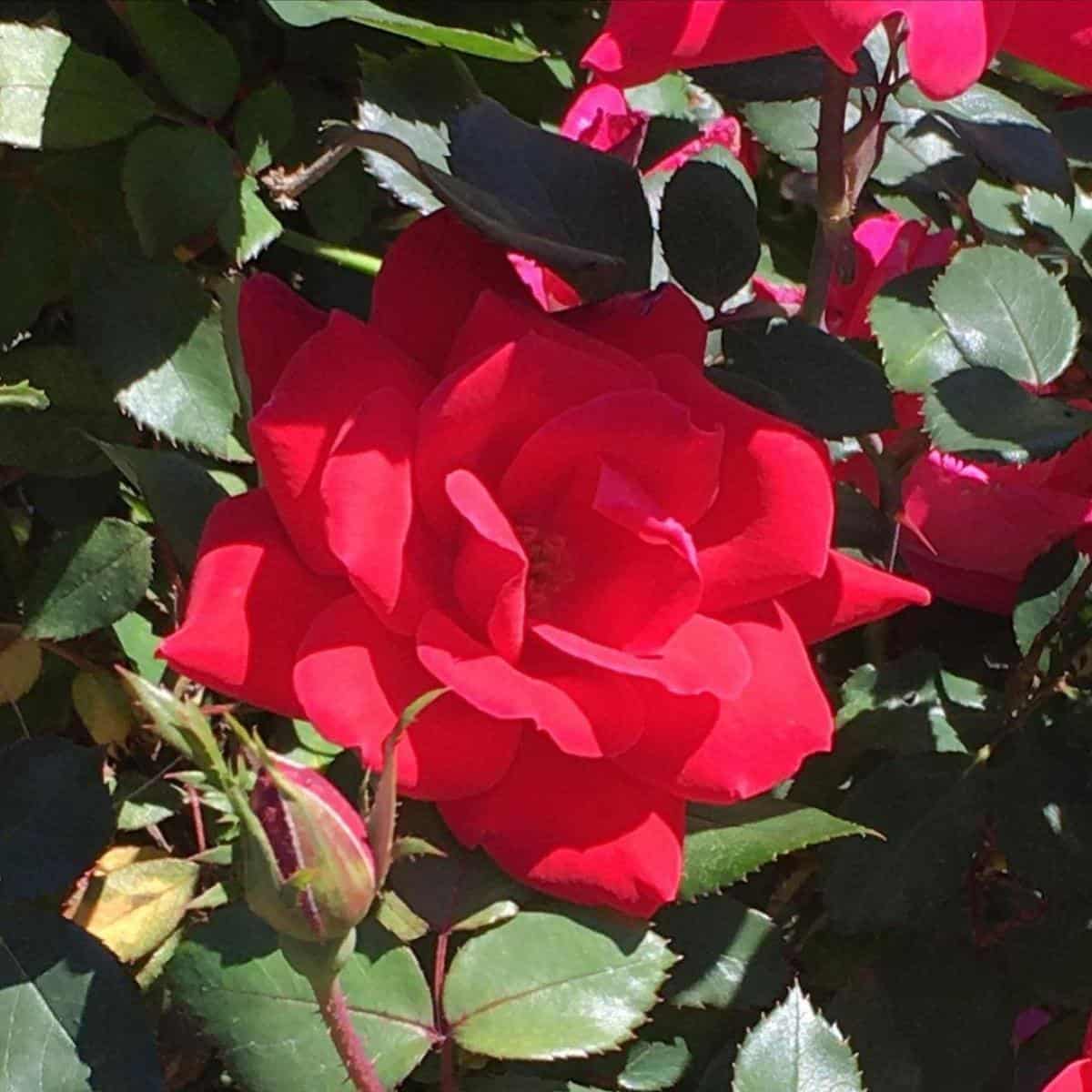 Knockout Roses Care: 5 Tips On How To Care For Knock Out Roses