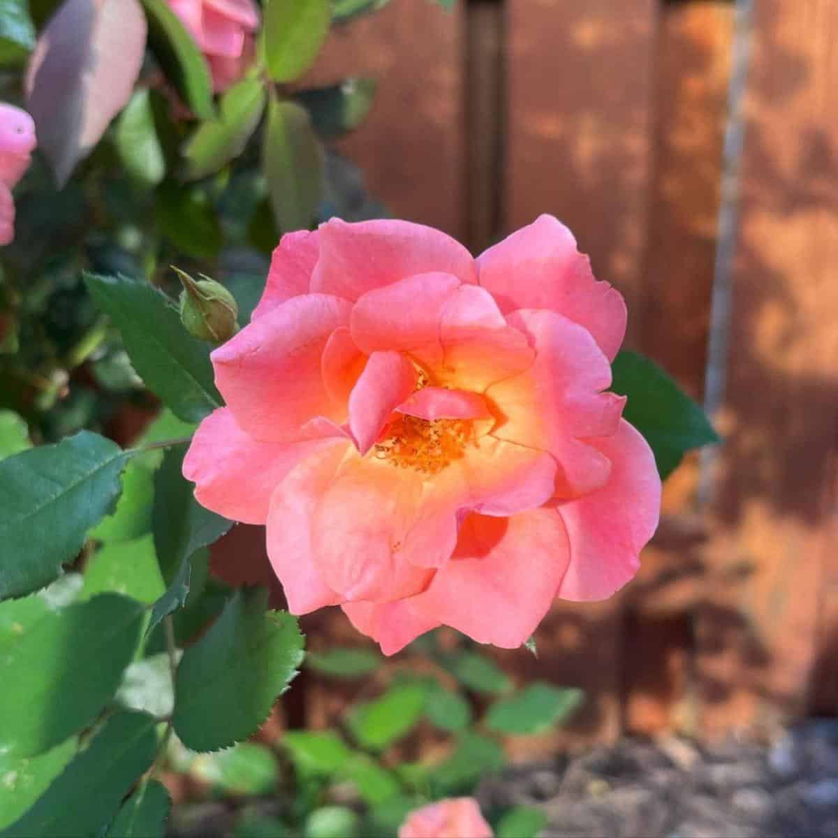 Knockout Roses Care: 5 Tips On How To Care For Knock Out Roses
