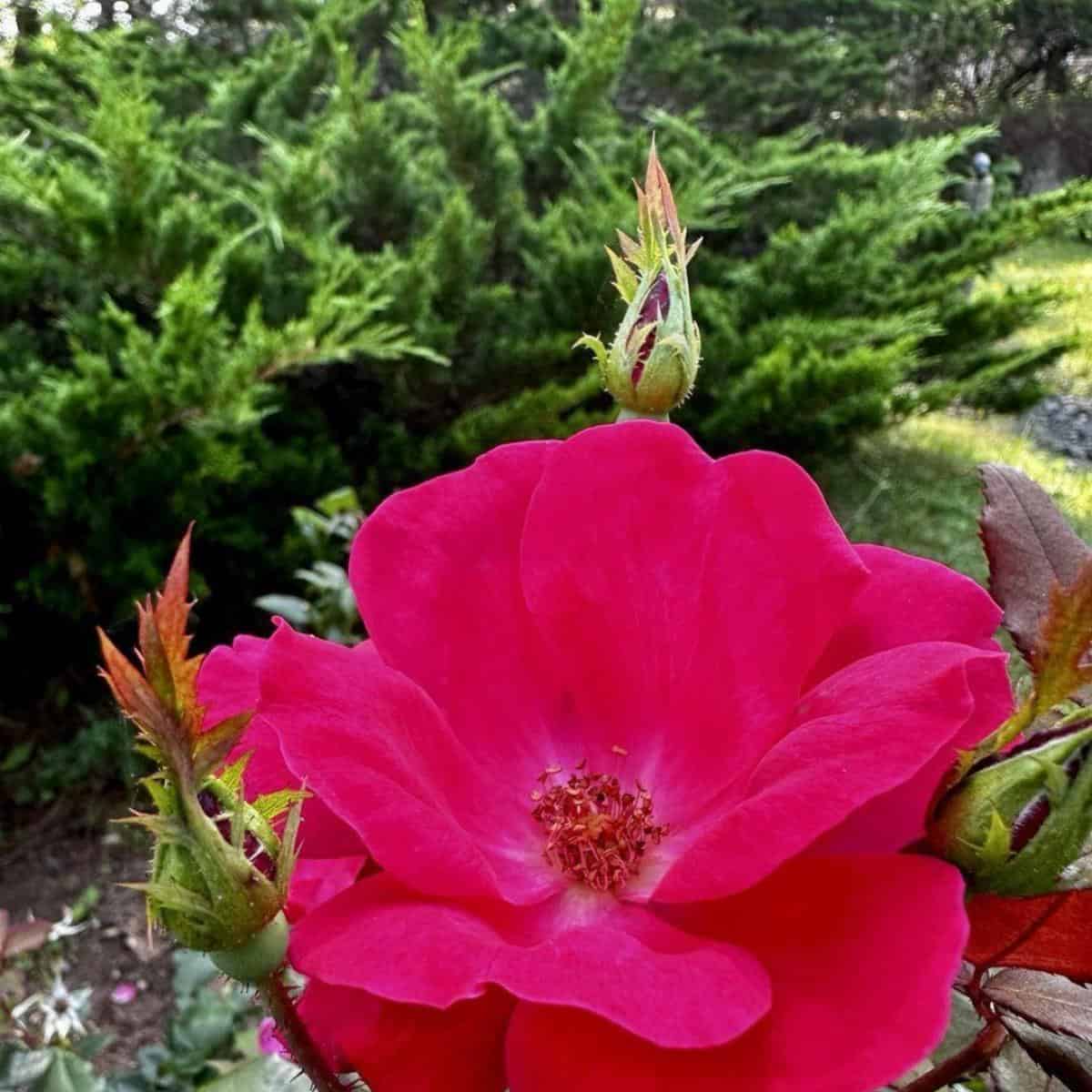 Knockout Roses Care: 5 Tips On How To Care For Knock Out Roses