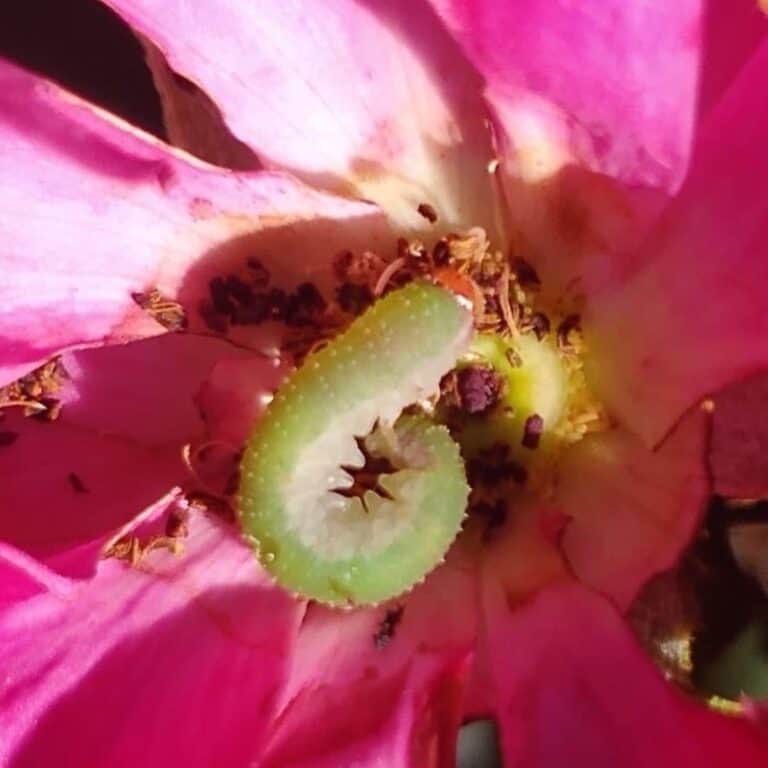 Why Do My Knockout Roses Get Holes In The Leaves?