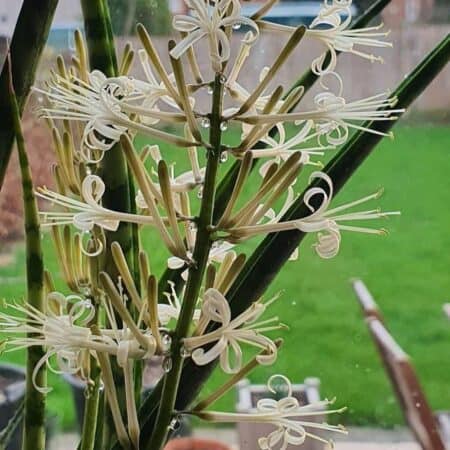 Snake Plant Flower: The Rare Mother In Law Tongue Flower