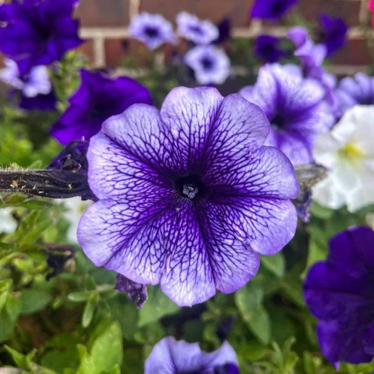 Petunia Flower Care: How To Grow and Keep Petunia Plants Blooming