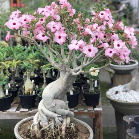 Adenium Swazicum Care: How To Grow The Swazicum Desert Rose